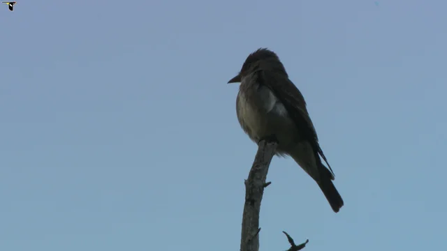 Olive Sided Flycatcher Song