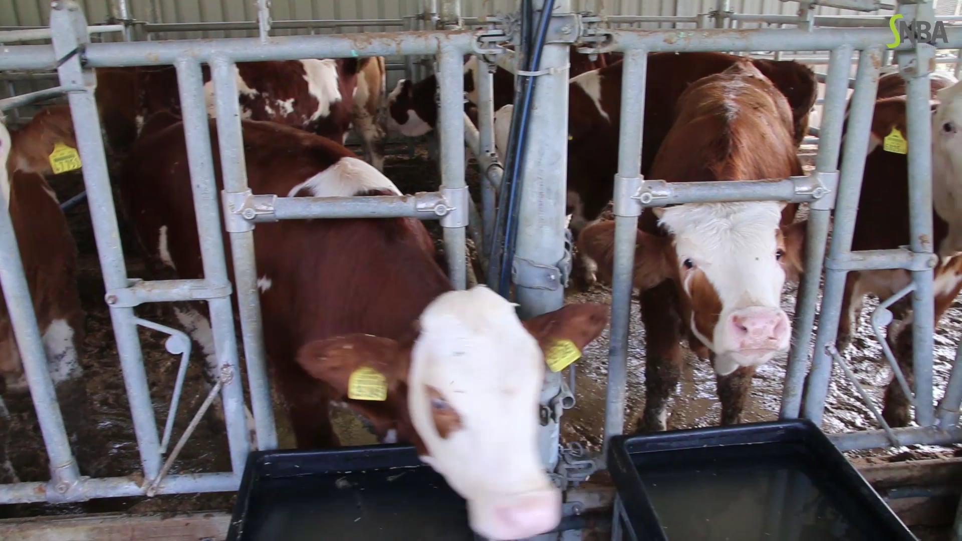 Presentació SNIBA_v10 on Vimeo