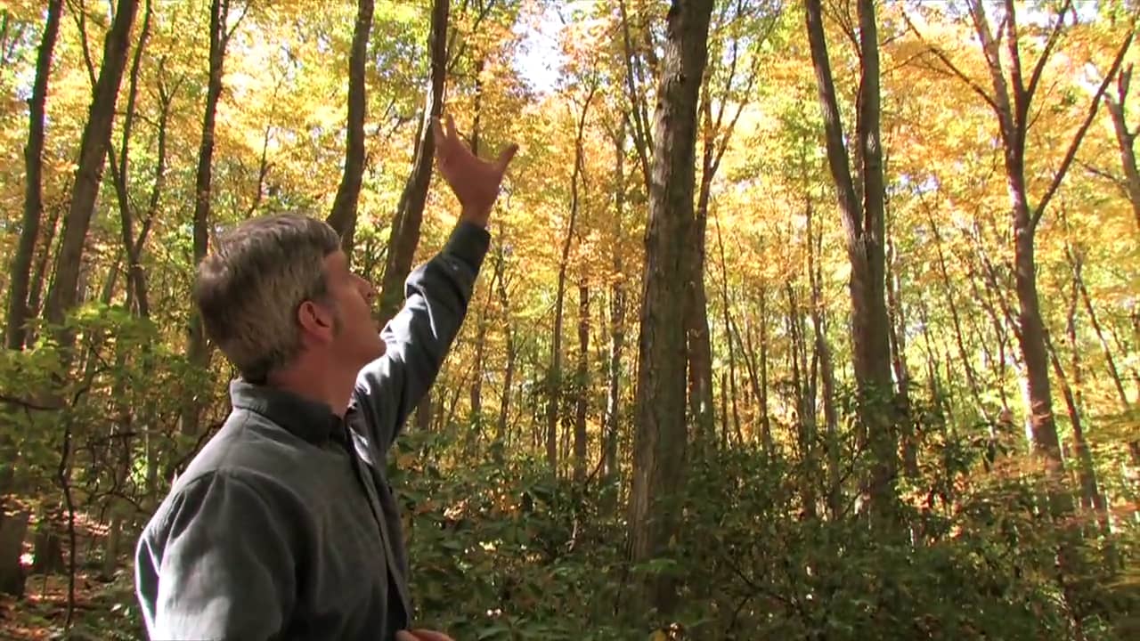 Bay 101: Healthy Forests on Vimeo