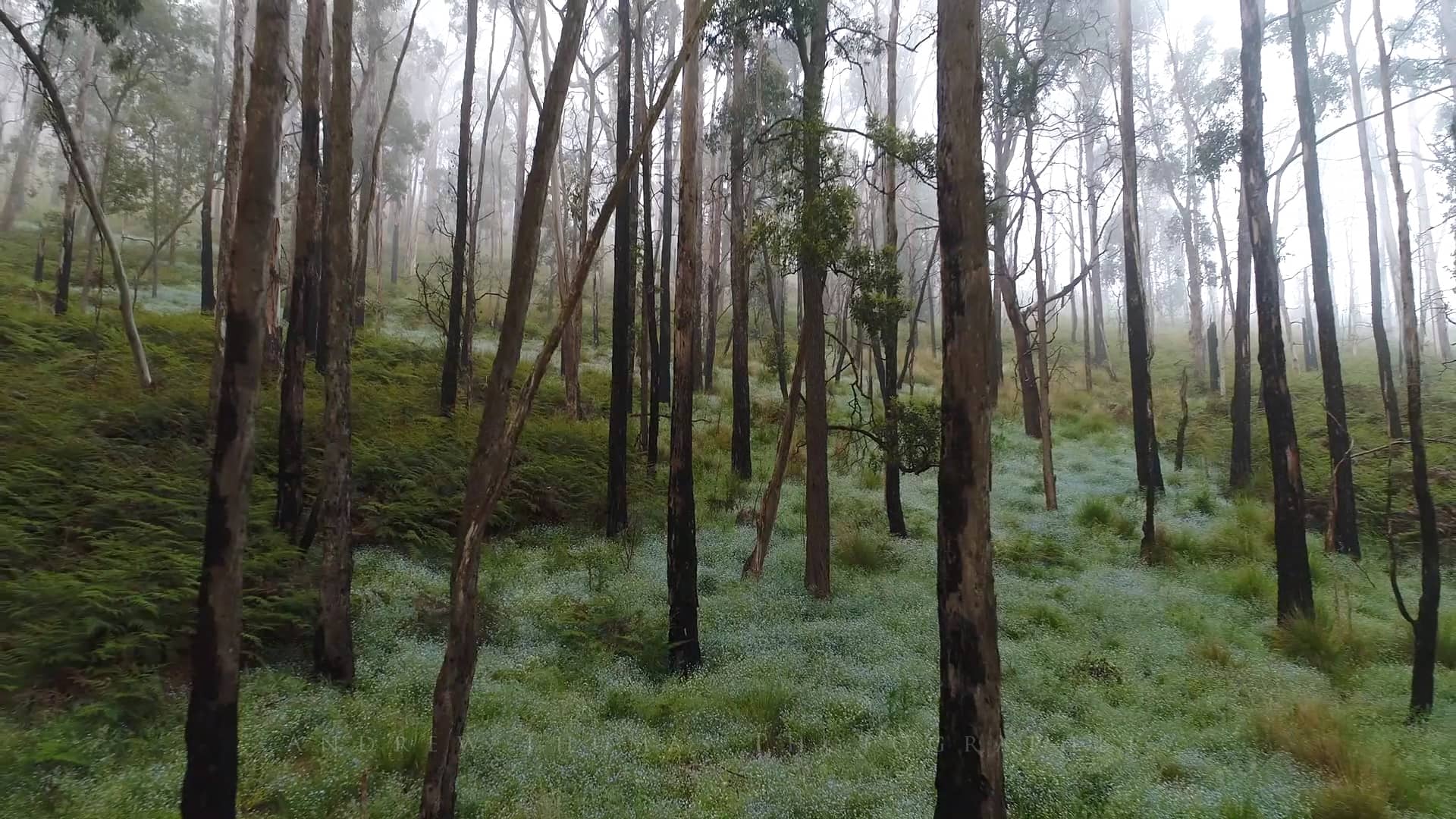Springtime at Mt Warrenheip on Vimeo