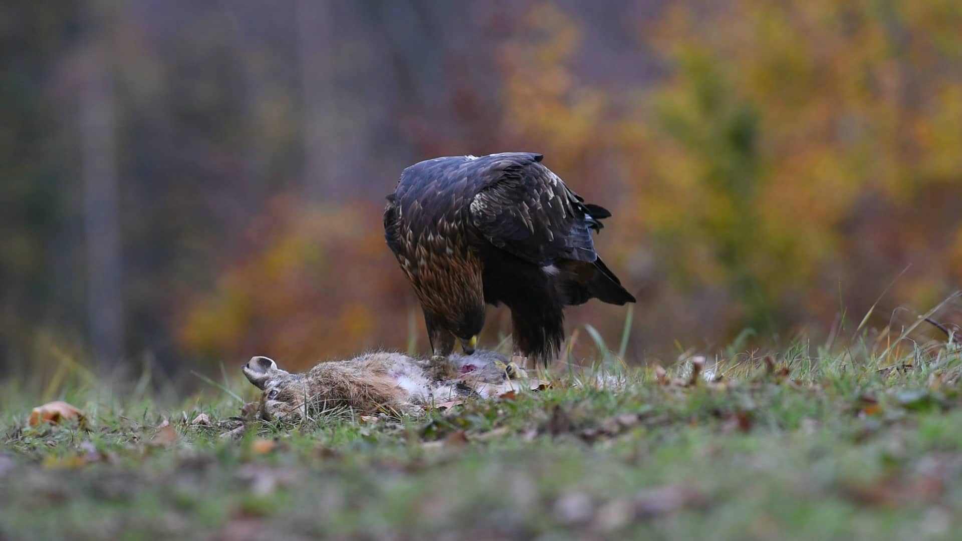 orol skalný on Vimeo