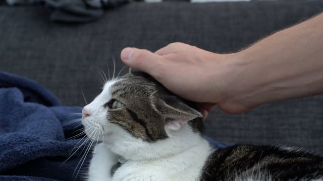 Cat Stroke Fur - Free video on Pixabay