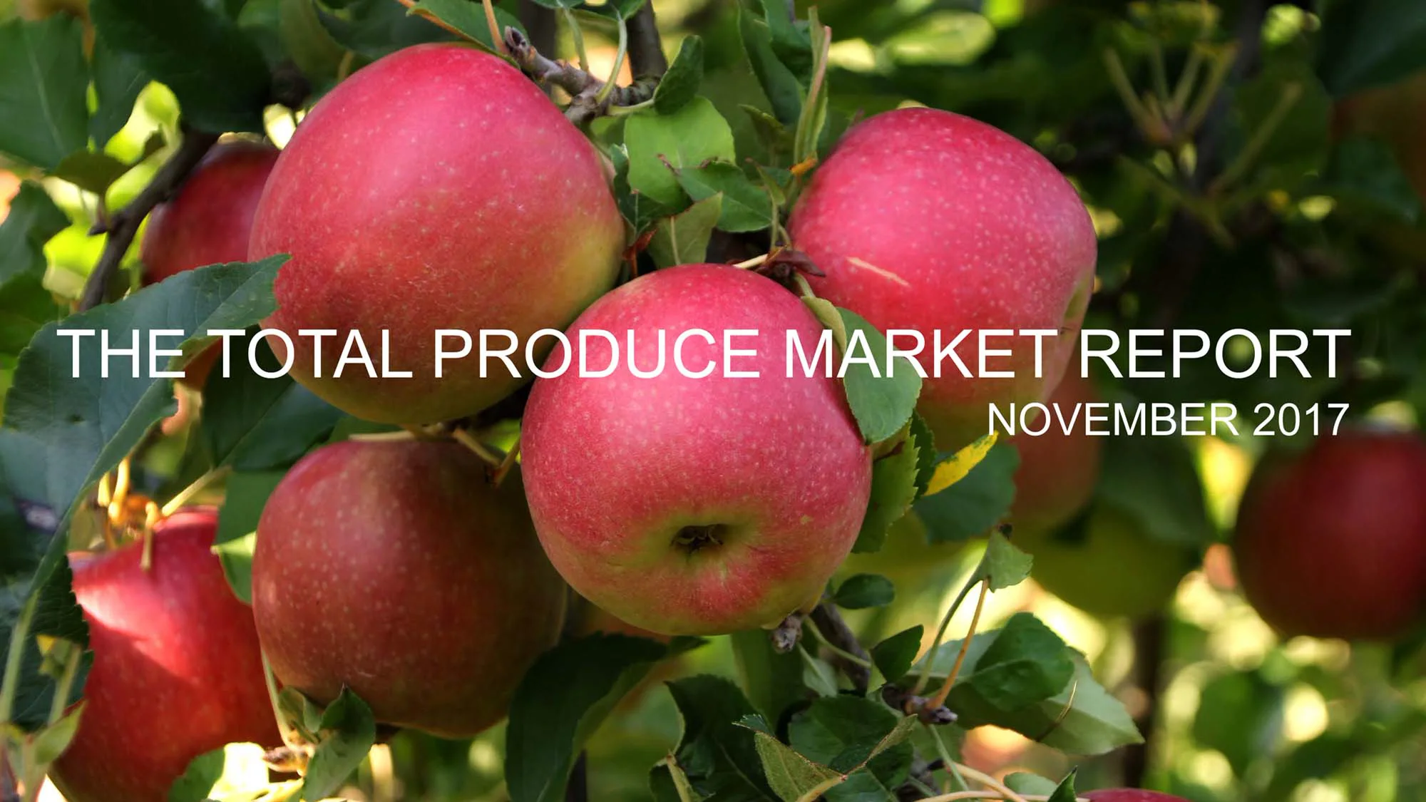 The Total Produce Market Report November 2017 on Vimeo