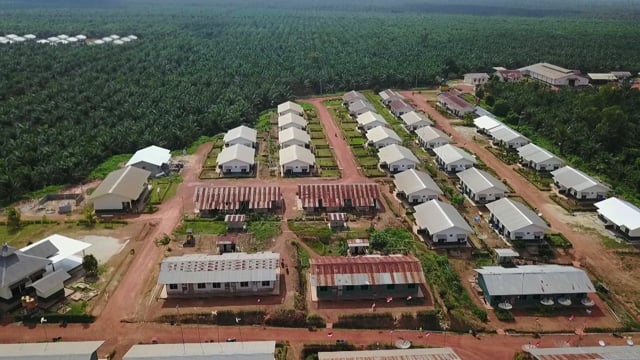 Plantations | M.P. Evans Group