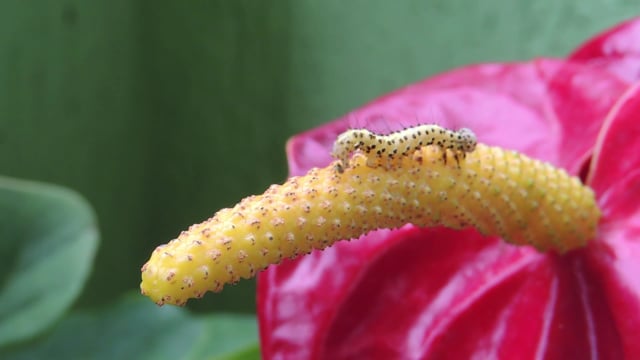 100+ Free Worms & Worm Videos, HD & 4K Clips - Pixabay