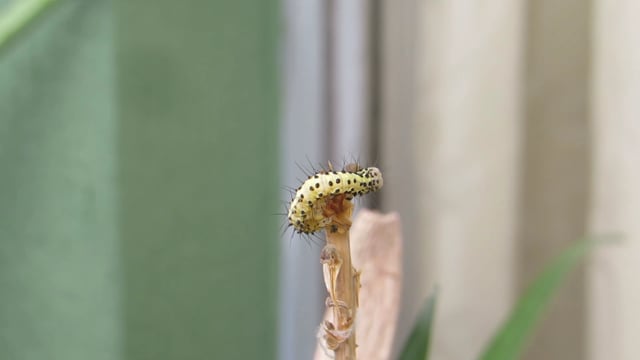 Worm Videos: Download 119+ Free 4K & HD Stock Footage Clips - Pixabay