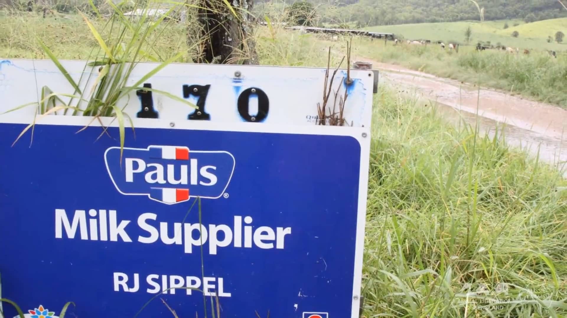 Paul’s Queensland dairy exposed on Vimeo