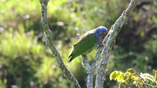 Nature Bird Lora - Free video on Pixabay