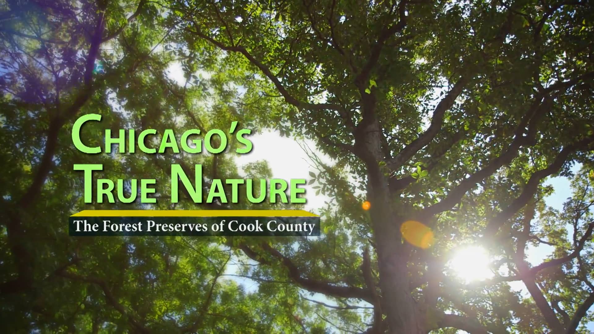 Short Documentary - Chicago’s True Nature: The Forest Preserves of Cook ...