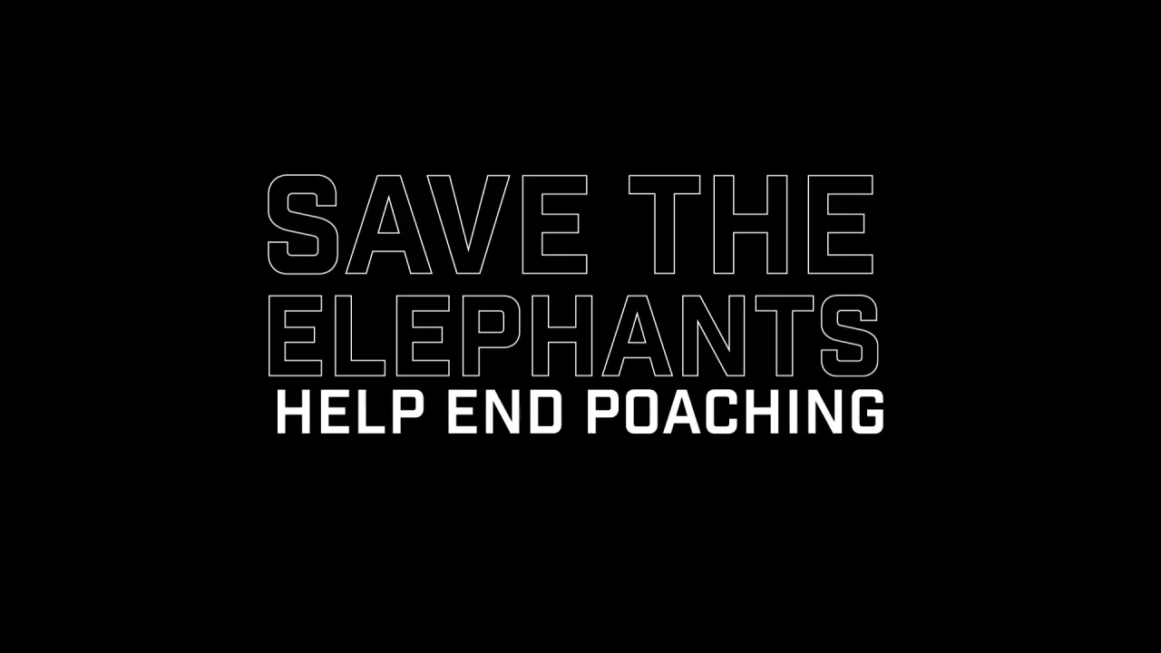 Save the Elephants: Infographic