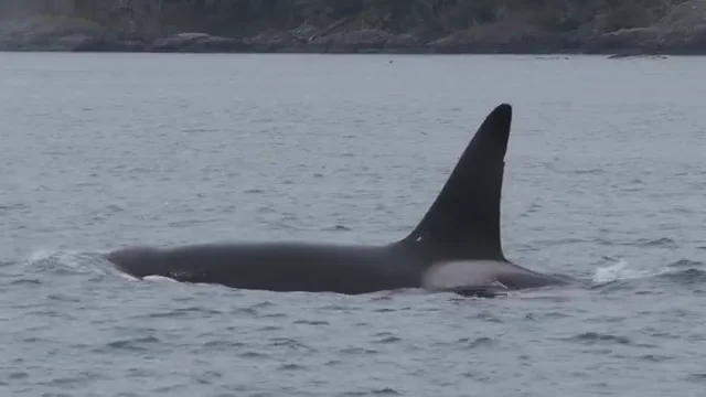 Albino Killer Whale Chimo