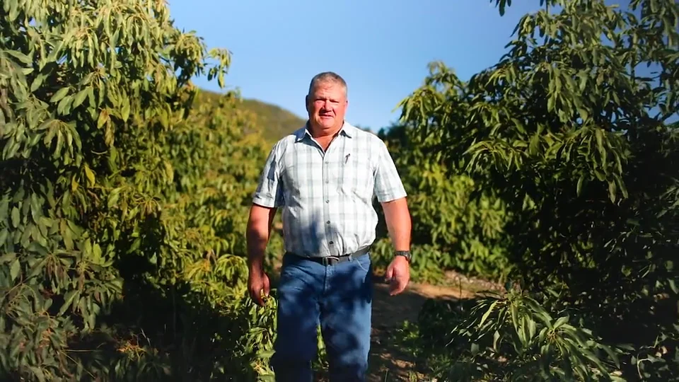 Avocado Farming in Carpinteria, CA with Rick Shade on Vimeo
