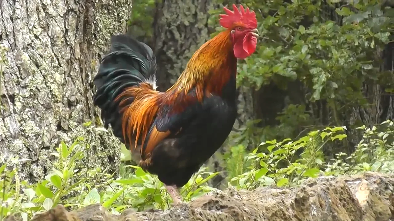 Rooster Crowing Compilation Plus - Rooster crowing sounds Effect 2016 ...
