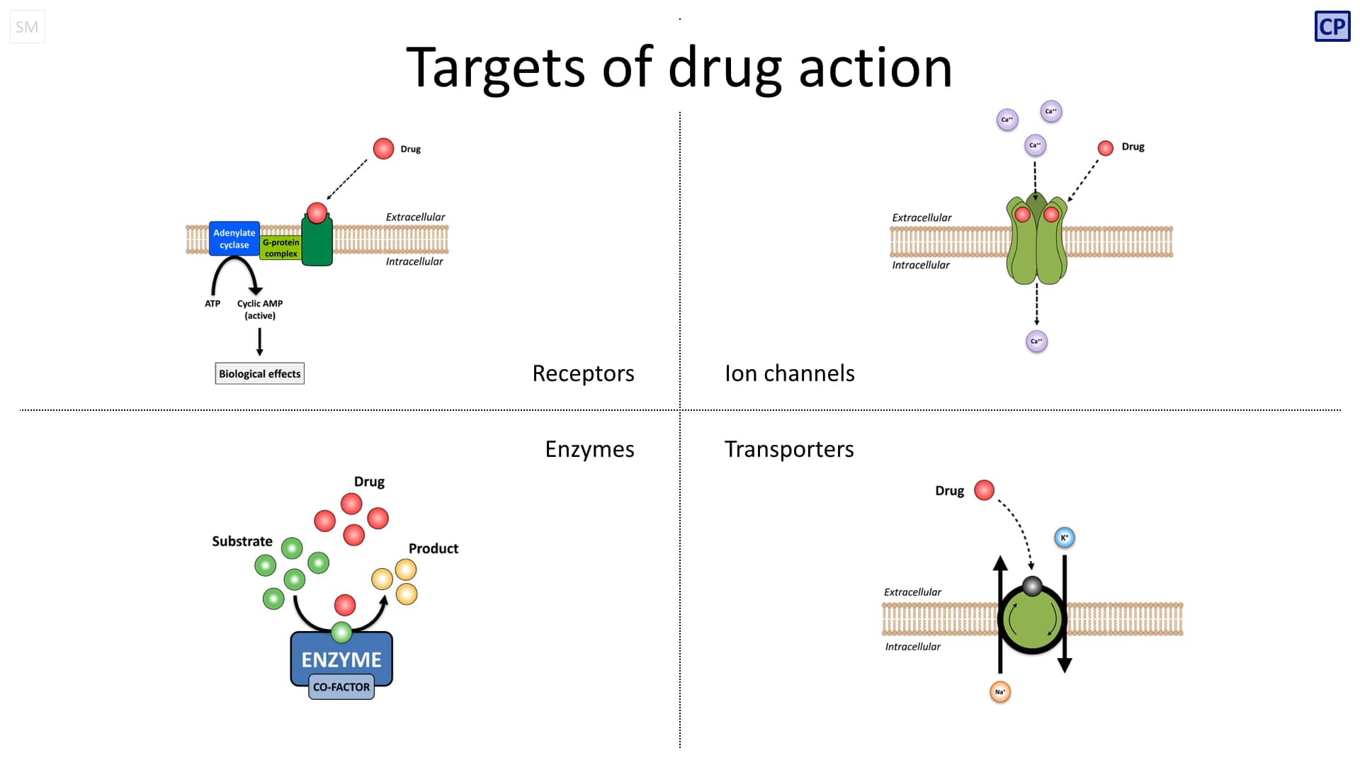 CPT-01-02-01 What are the mechanisms of drug action? on Vimeo