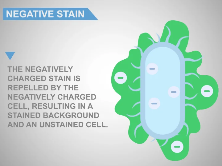 Gram Staining Animation