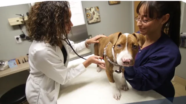 Bladder Stones on Vimeo