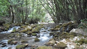 lizard — DSCN0544 from Philip Rollason on Vimeo.