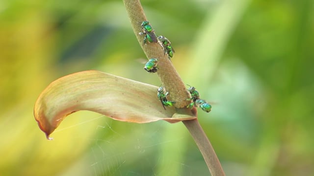 Natur Insekt Bienen - Free video on Pixabay - Pixabay