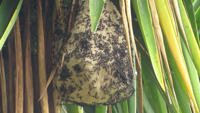 Nature Hive Wasps - Free video on Pixabay