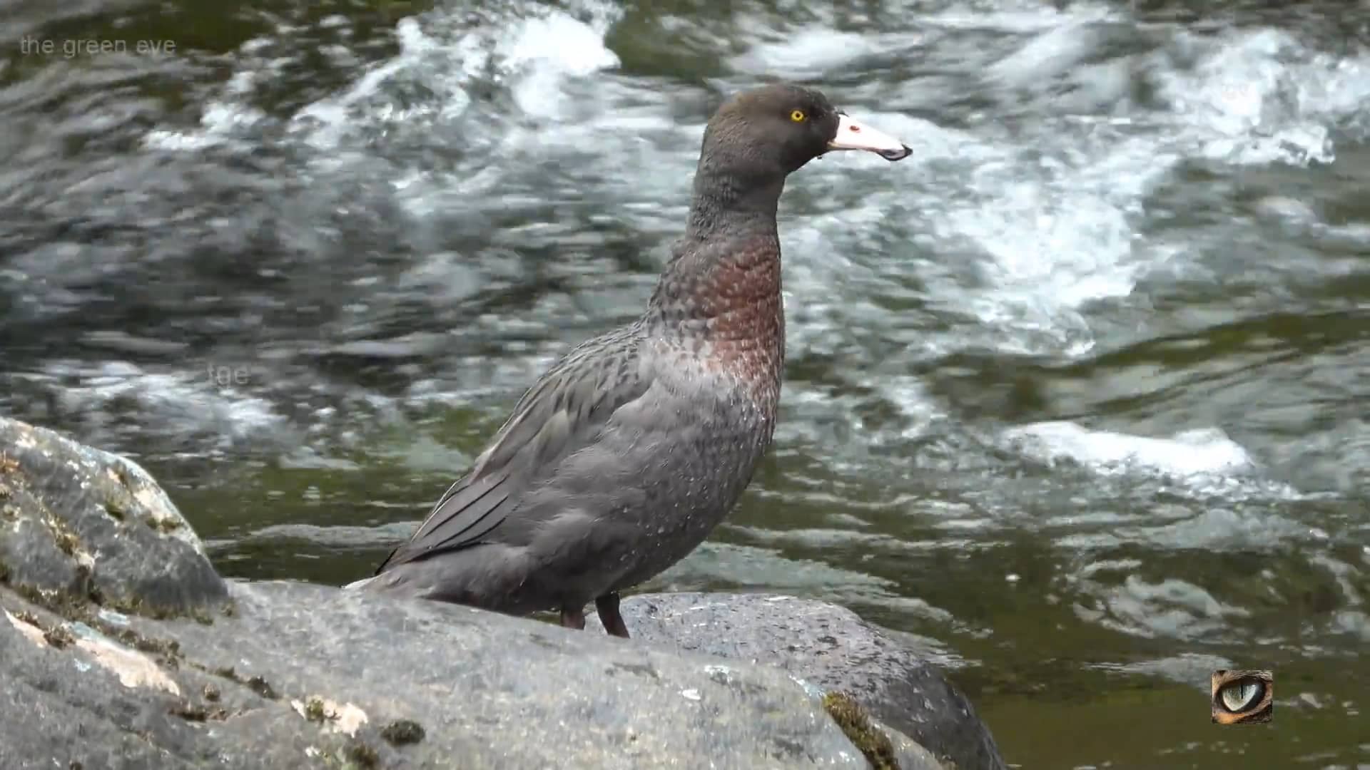 Blue Duck / Whio with chicks (Hymenolaimus malacorhynchos, Anatidae ...