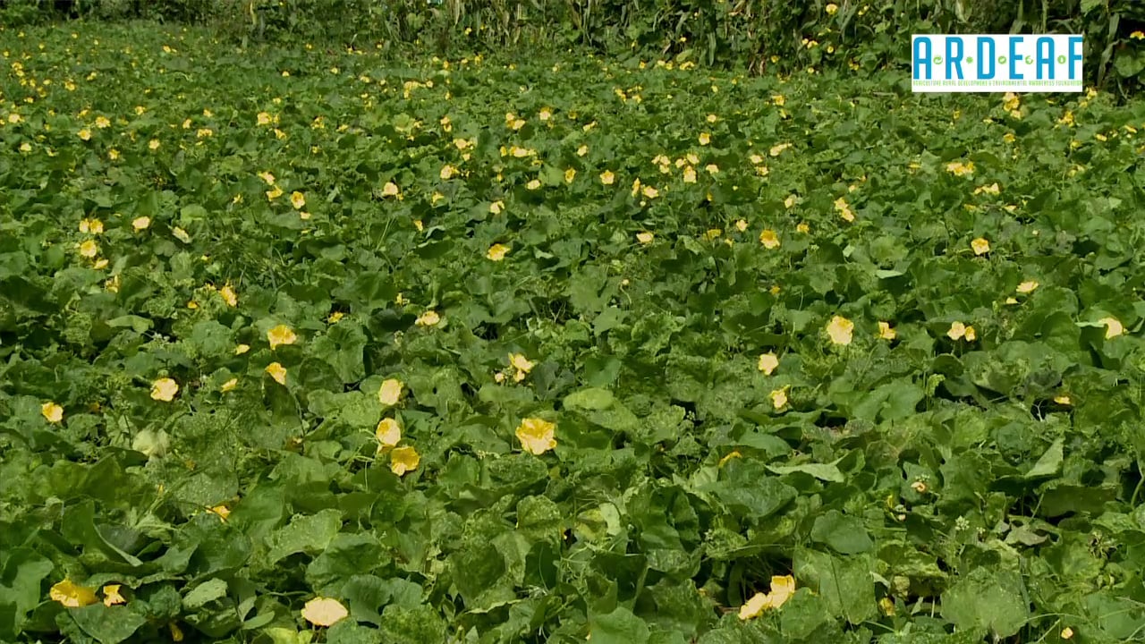 Ridge Gourd Farming on Vimeo