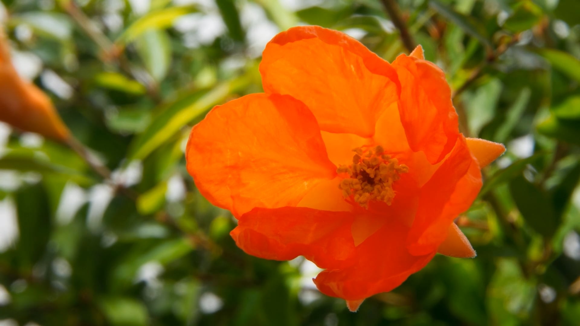 Granatapfelblüte - Pomegranate blossom on Vimeo