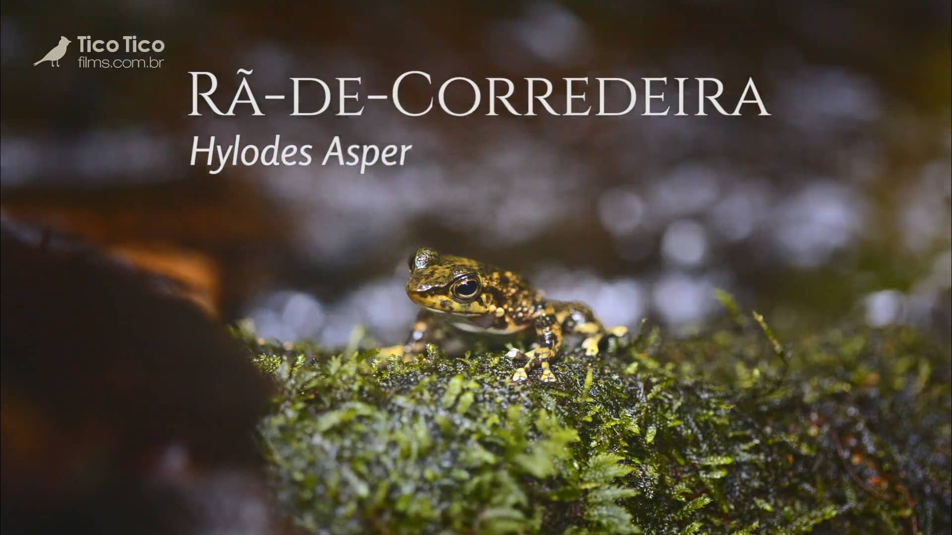 Rã-de-corredeira (Hylodes Asper) on Vimeo