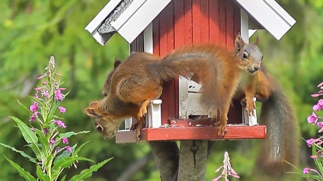 Squirrel Forest Animals Bird - Free video on Pixabay