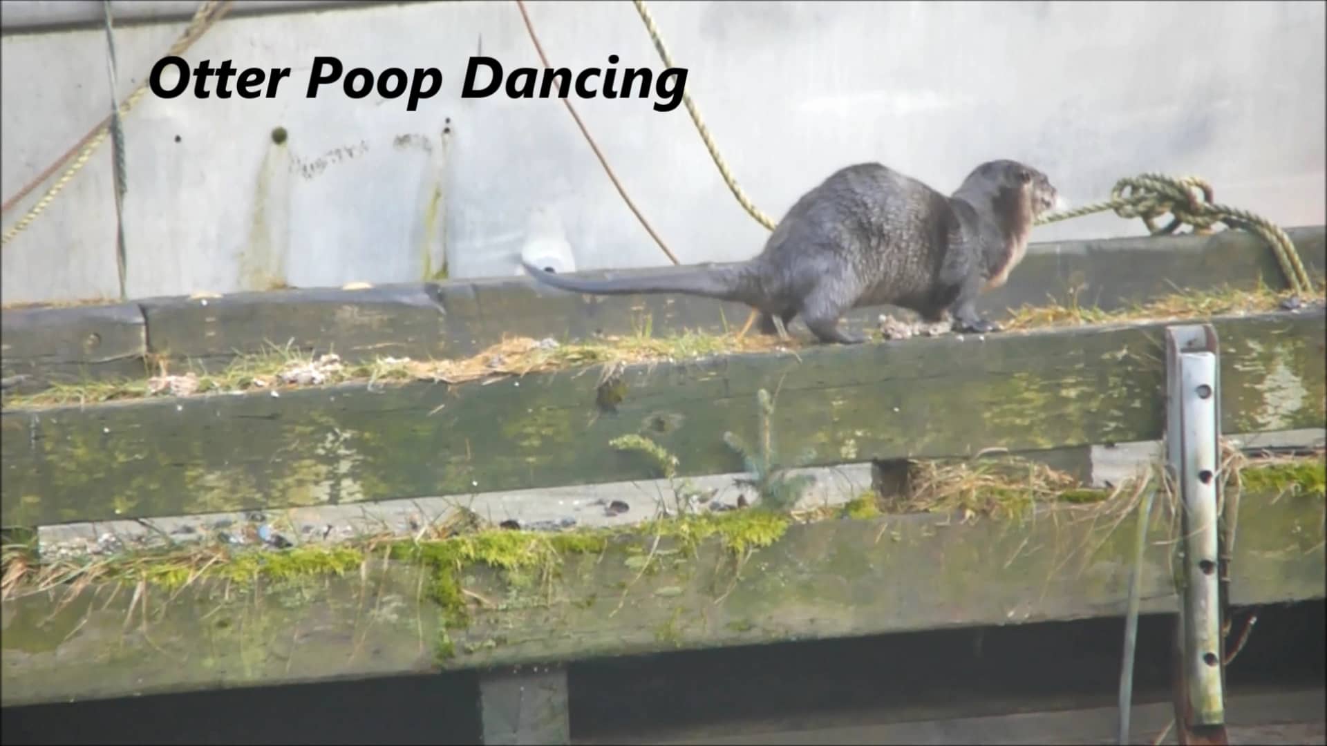 Otter Poop Dancing on Vimeo