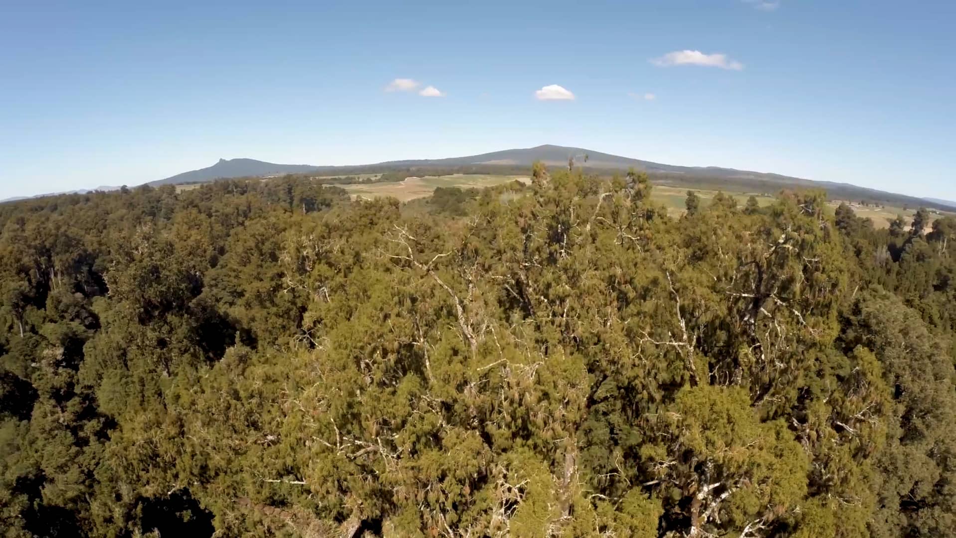 Pureora, NZ Tree Project on Vimeo