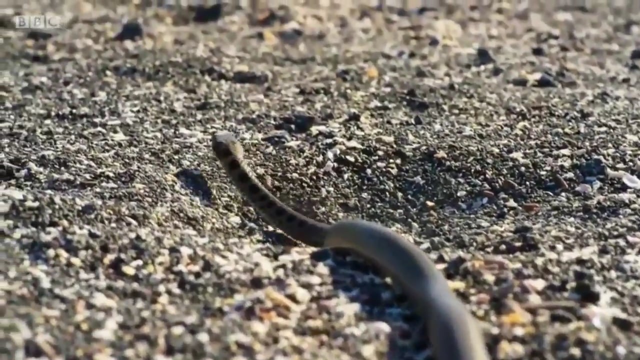 Lizard Escape from Snakes on Vimeo
