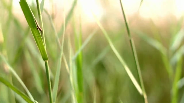 Grass Prairie Fields - Free video on Pixabay