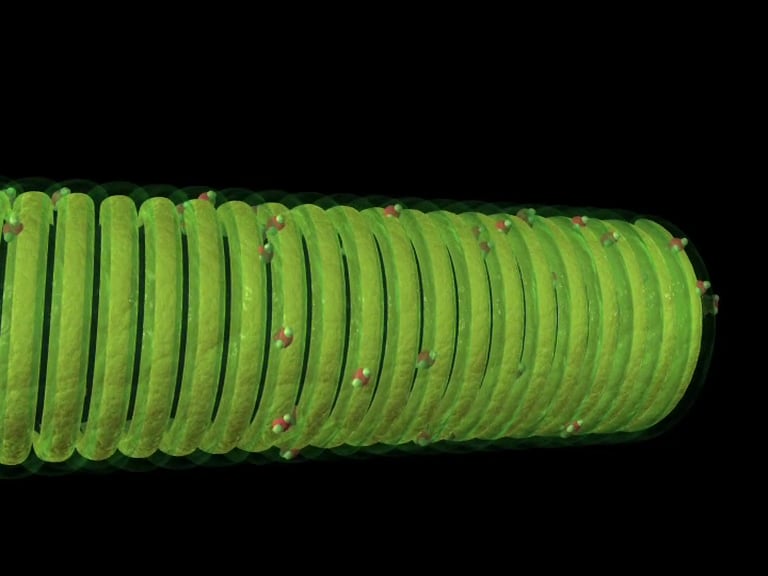 ssRNA: Lyssavirus (Rabies) Replication Cycle on Vimeo