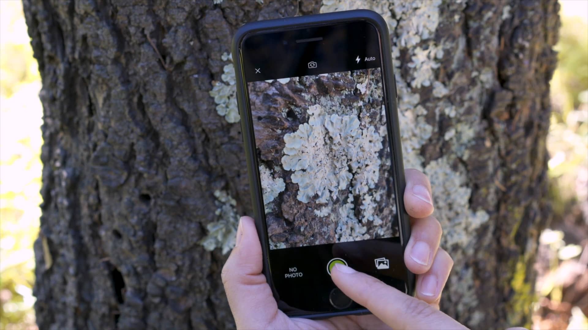 How to Make an Observation on iNaturalist using our Mobile App on Vimeo