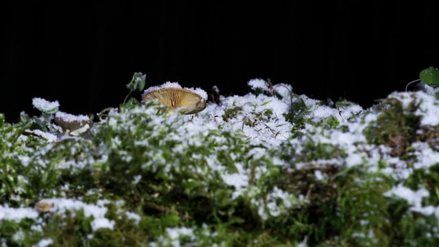 Snow Snowfall Mushroom - Free video on Pixabay