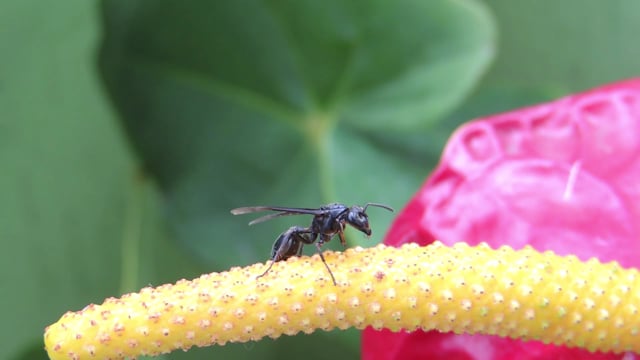 Naturaleza Insecto Avispa - Free video on Pixabay - Pixabay