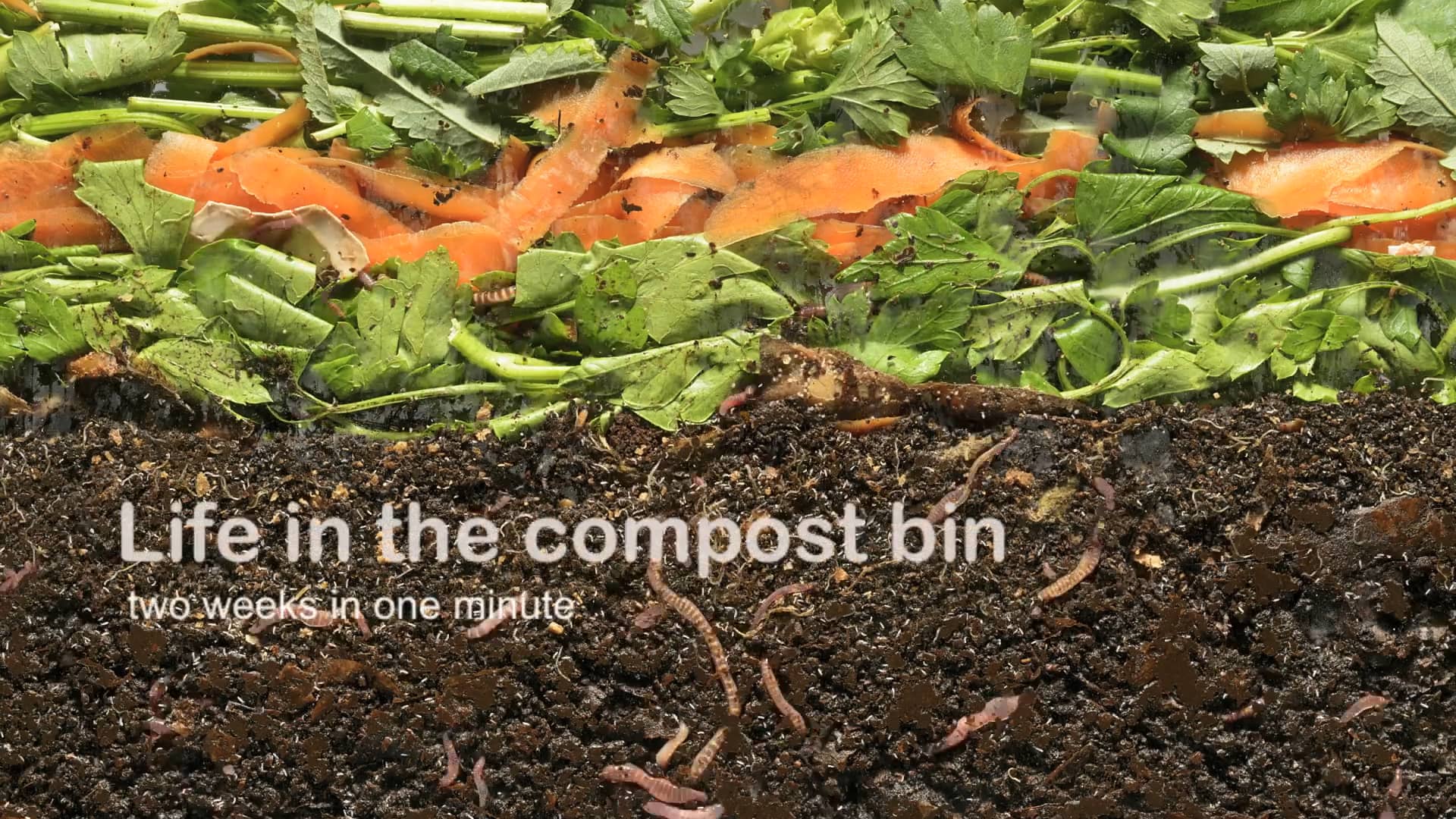 Vermicompost - Life in the compost bin on Vimeo