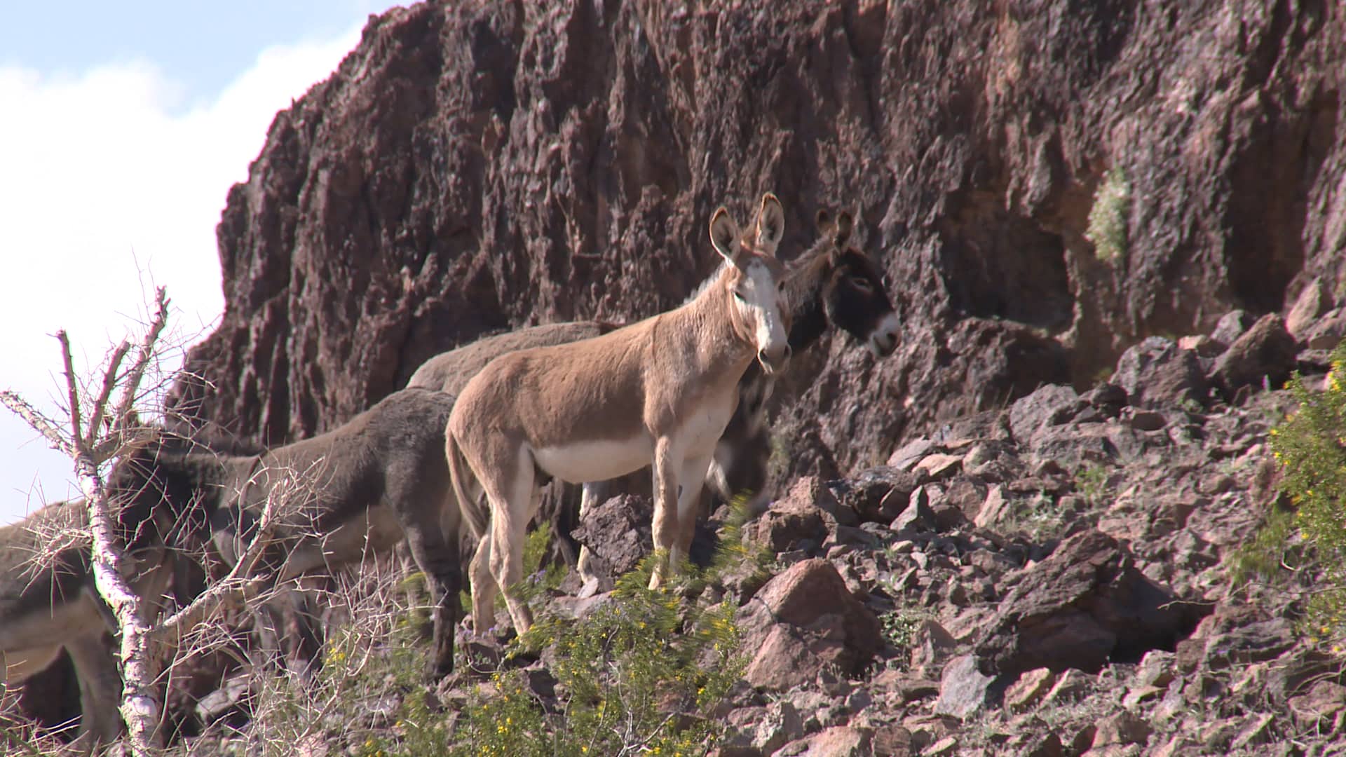 IN DEFENSE OF ANIMALS: Wild Burros at Risk on Vimeo