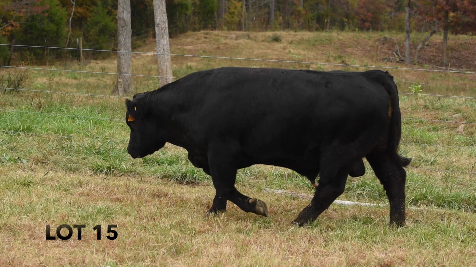 C28 - lot 15 on Vimeo