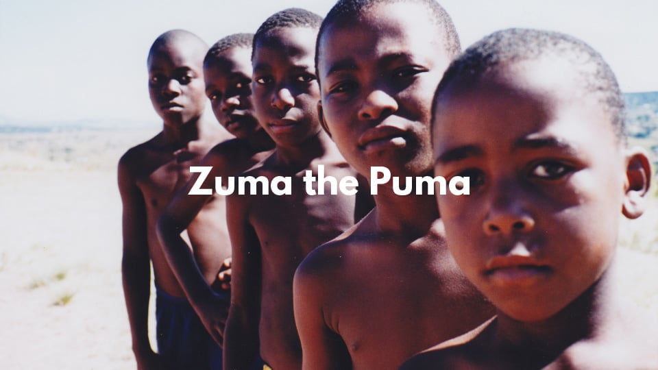 Watch Zuma the Puma (in English) Online | Vimeo On Demand on Vimeo