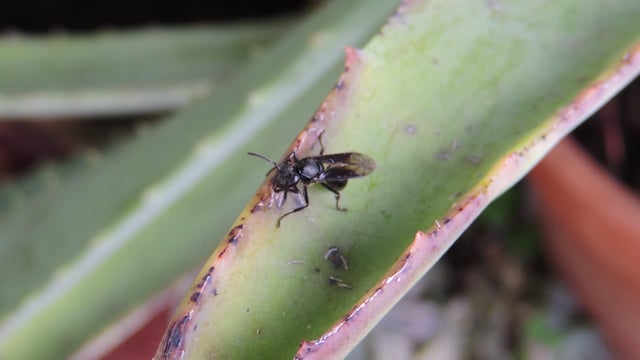 Insect Wasp - Free video on Pixabay