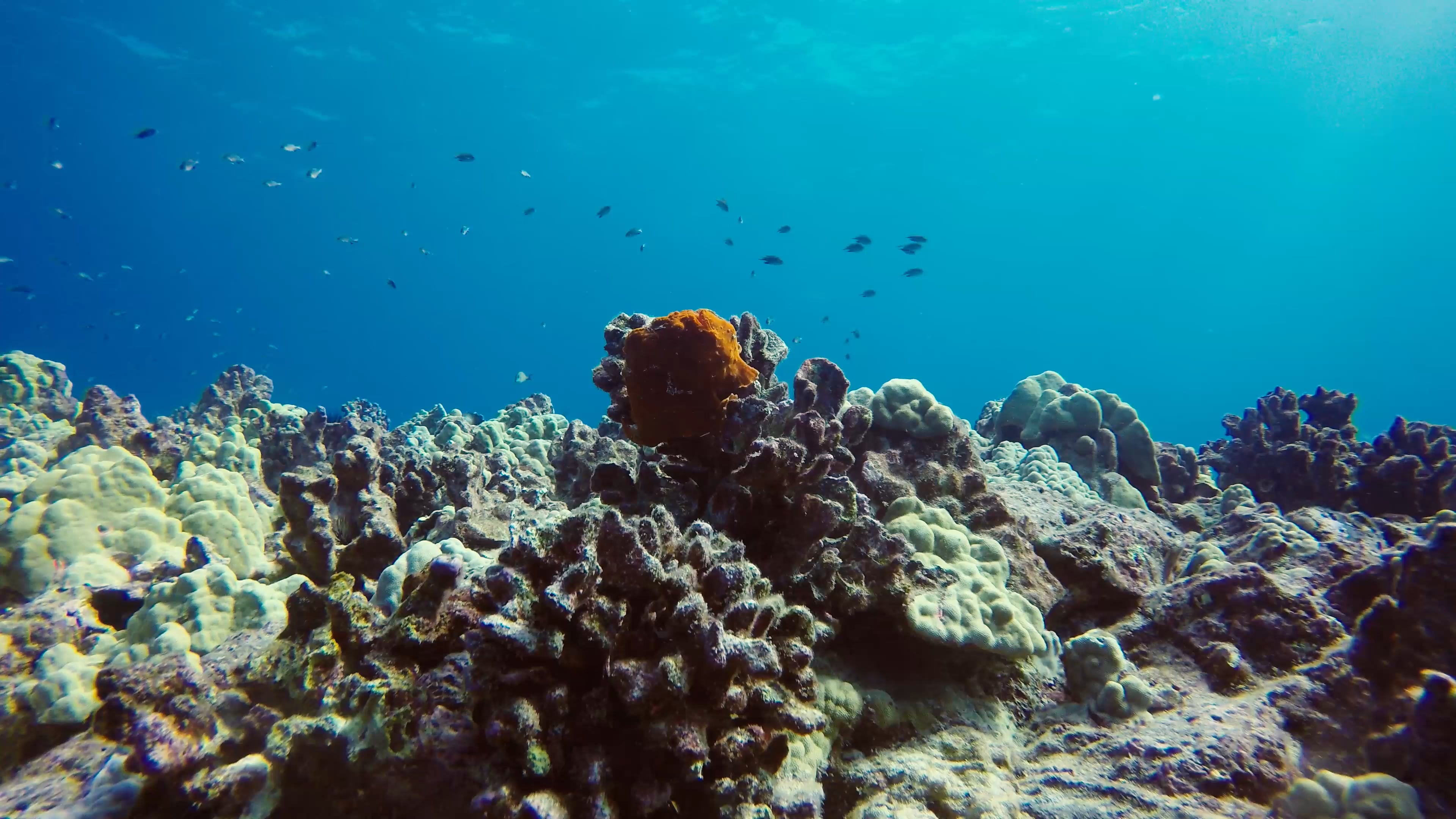 Milkfish, Frogfish Illicium OUT, Anthias