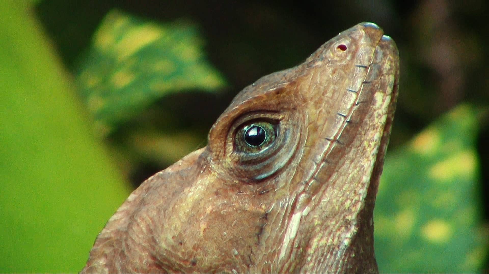 LANCE LIZARDI on Vimeo