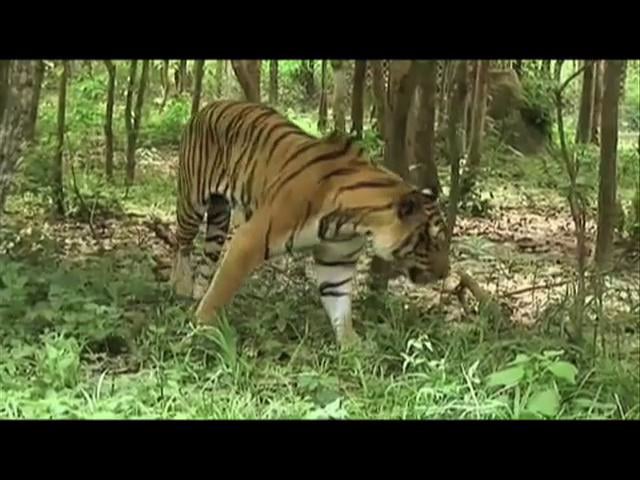 Wildlife Alliance on Vimeo