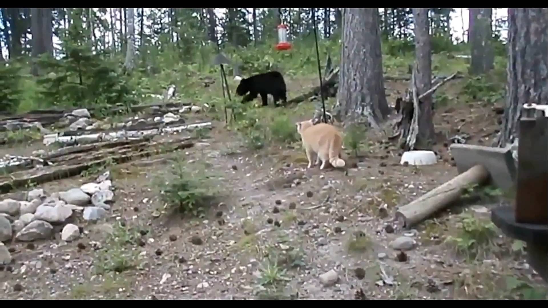 bear on Vimeo