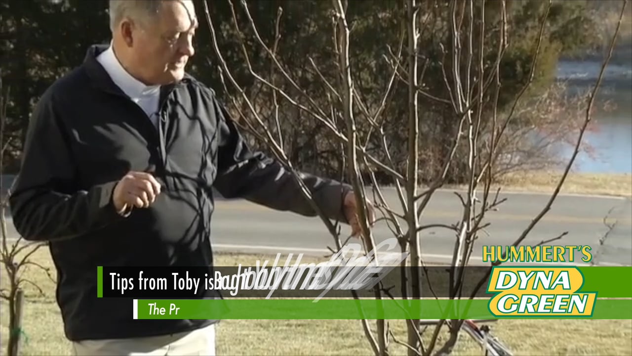 Tips from Toby Winter Tree Fertilize on Vimeo