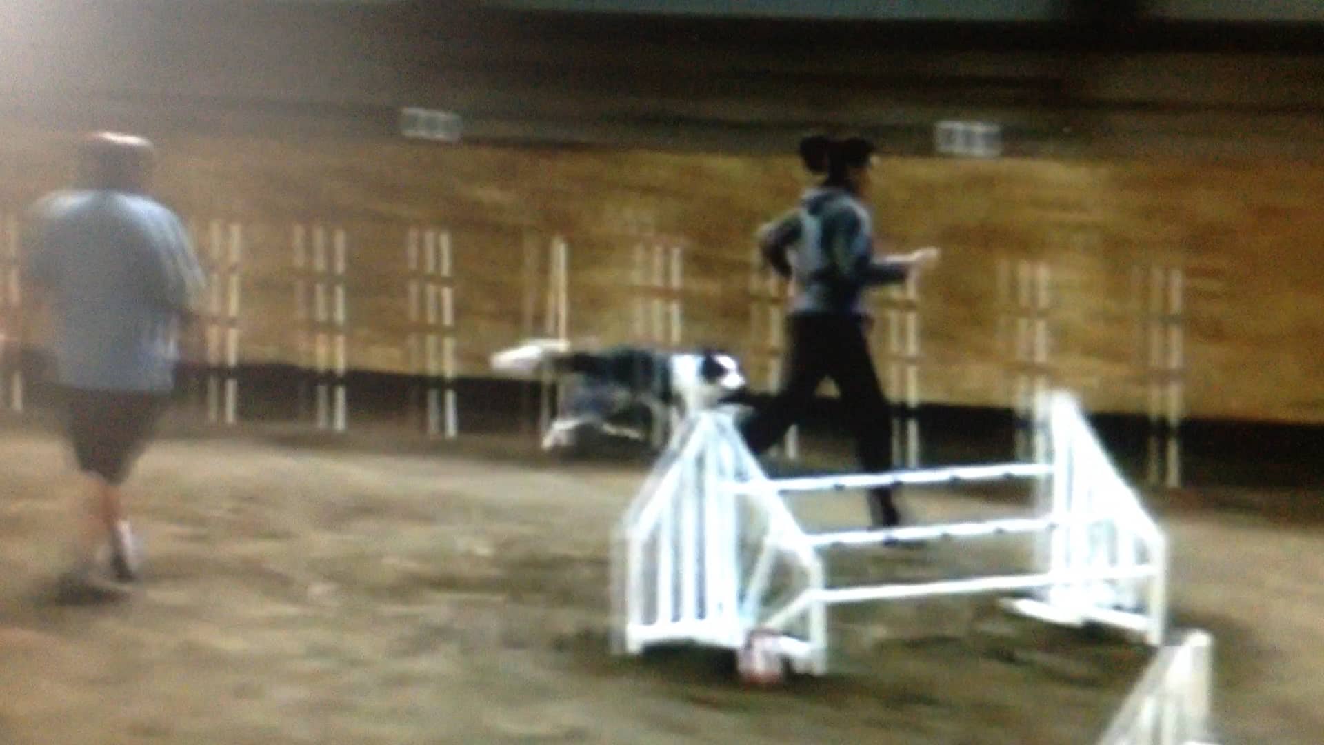 Cool, Jan 2015. AKC JWW, Terry LeClair @ Fun Fur Paws Arena on Vimeo
