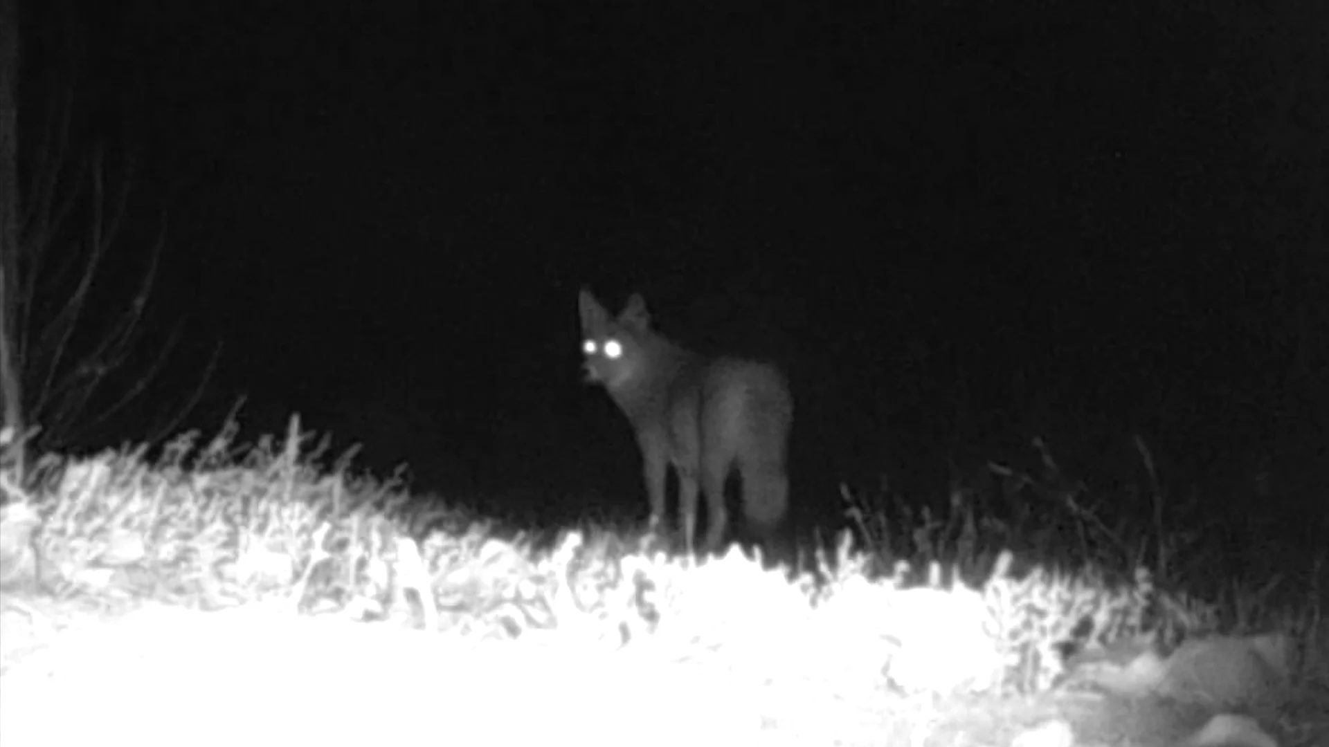 Coyote_Howling on Vimeo