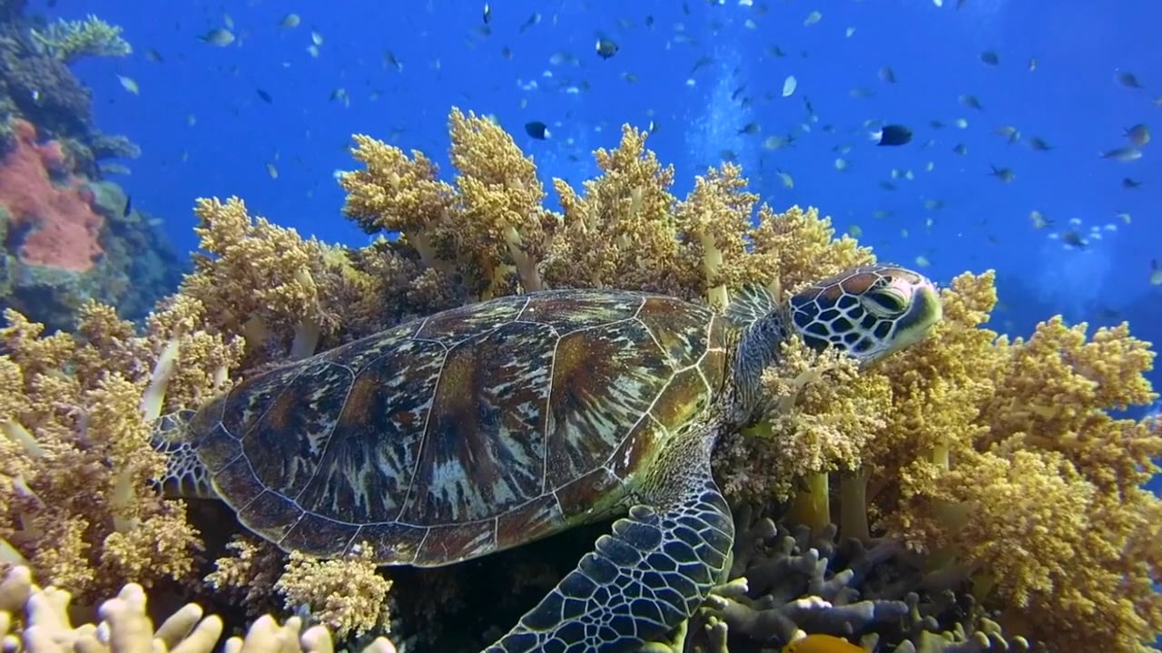 Wonders of the Great Barrier Reef - GBR Great 8: Sleepy Turtle on Vimeo