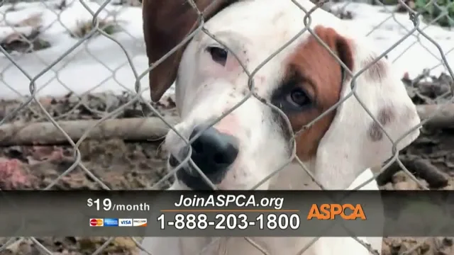 ASPCA TV Commercial, 'Season of Giving' on Vimeo